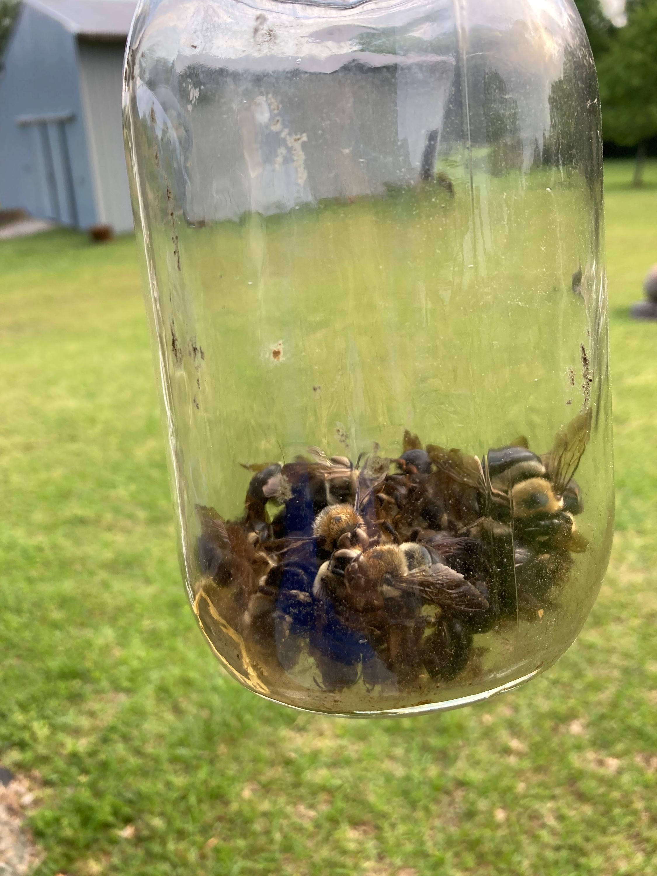 Complete (1) Handmade Carpenter Bee Traps Soft Untreated Pine Boring ...