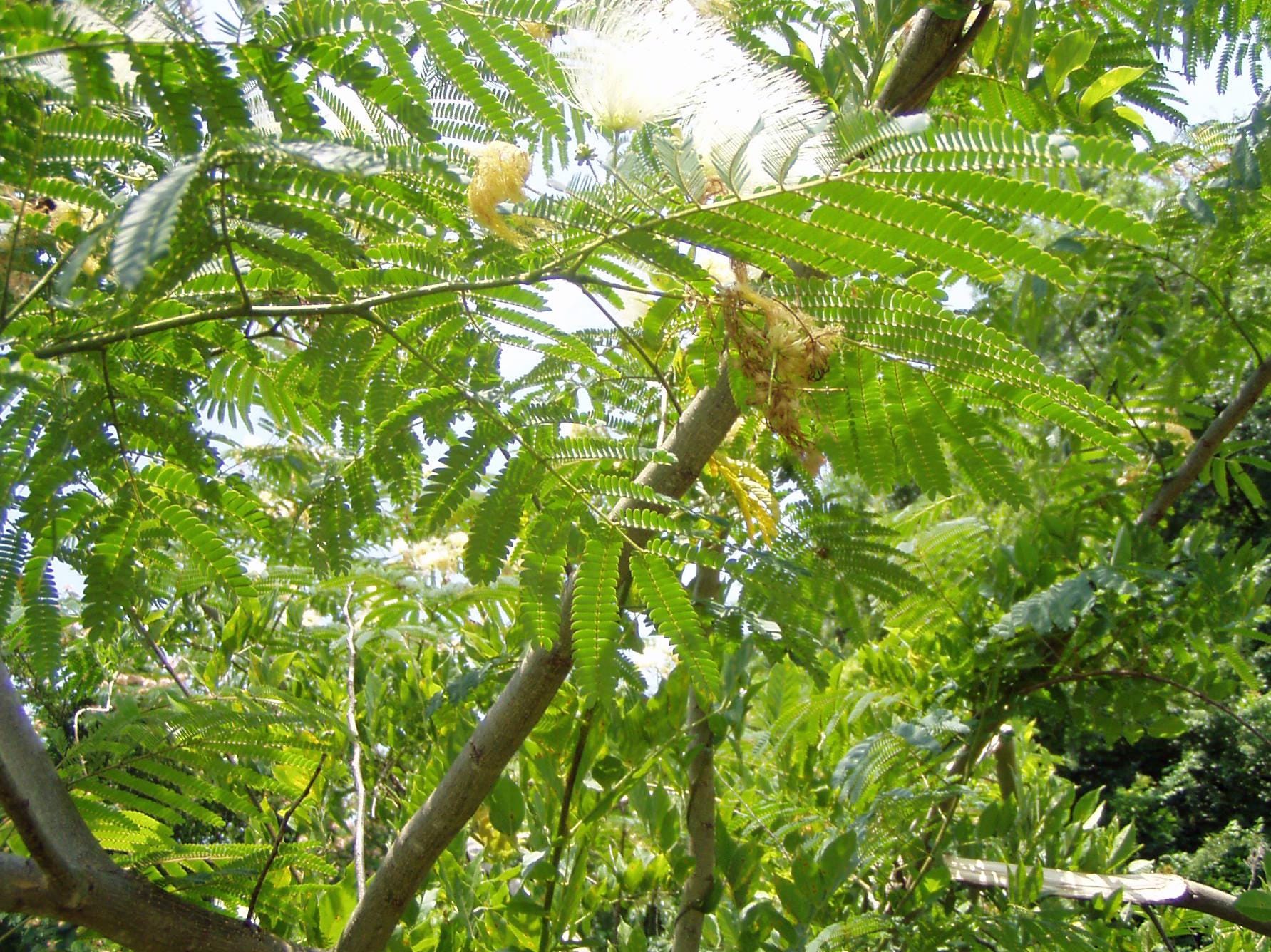 Albizia Julibrissin | Alba | White Silk Tree | 10 Seeds - Etsy