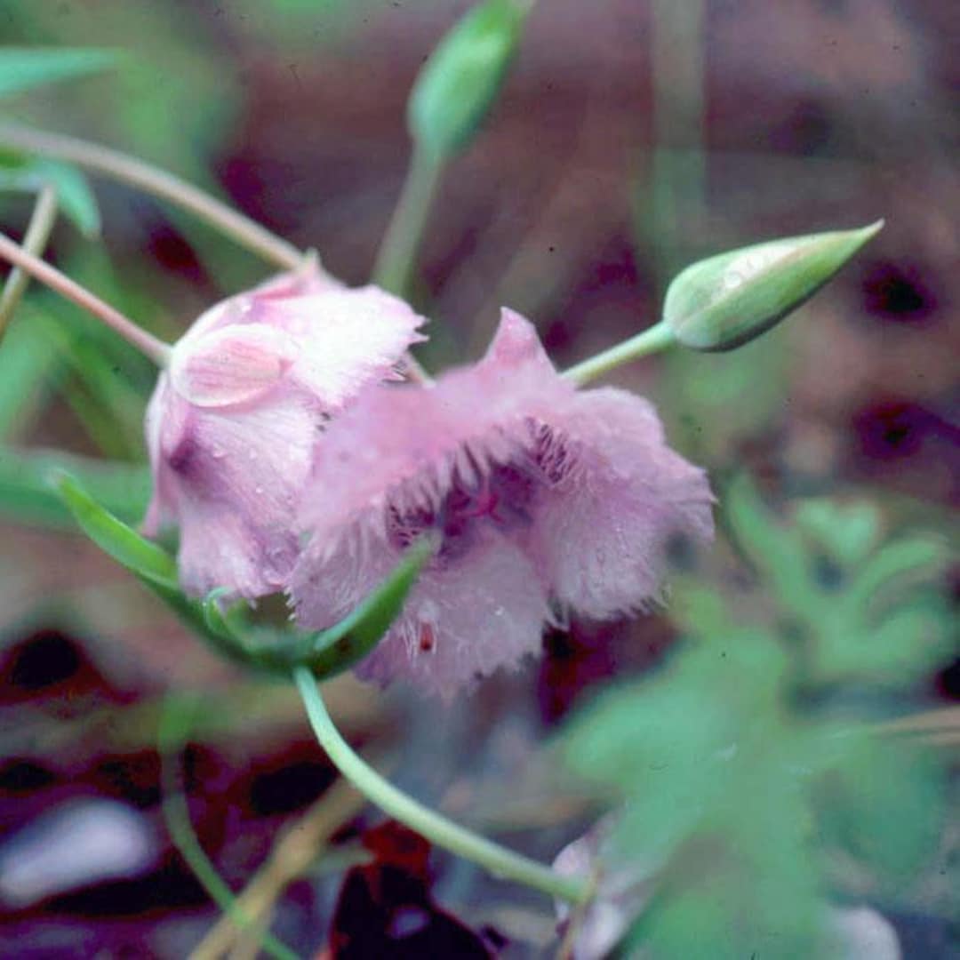 Calochortus Coeruleus | Blue Star Tulip | 5 Seeds - Etsy