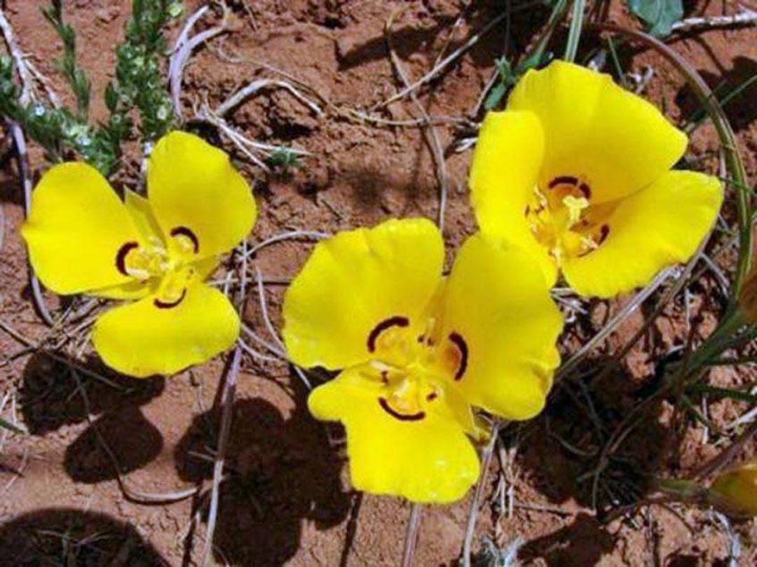 Calochortus Aureus | Golden Mariposa Lily | 20 Seeds - Etsy