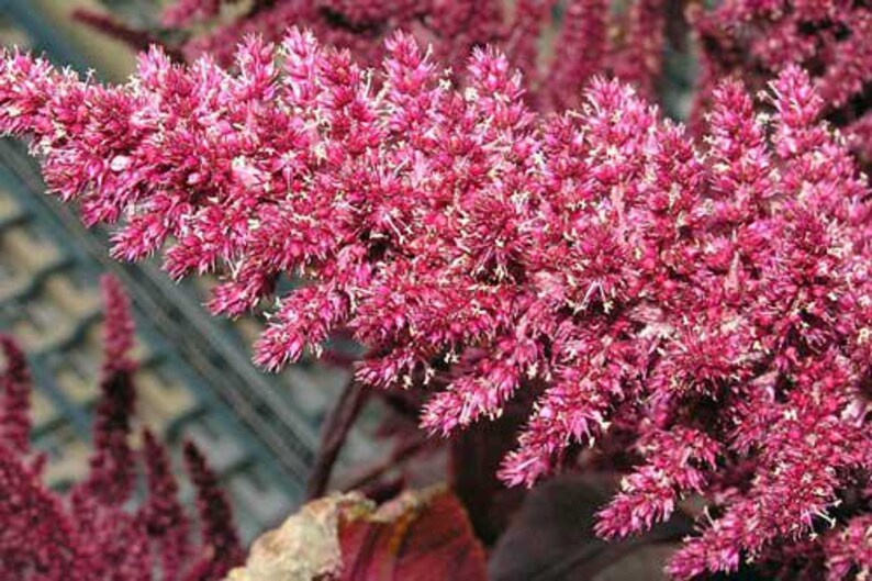 Amaranthus Pygmy Torch | Purple Amaranth | 50 Seeds - Etsy