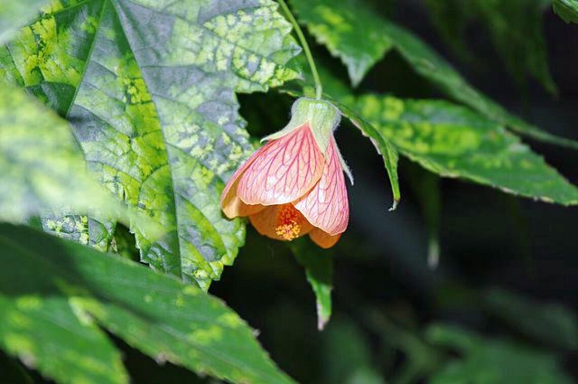 Abutilon Pictum | Pink Chinese Lantern | 5 Seeds - Etsy