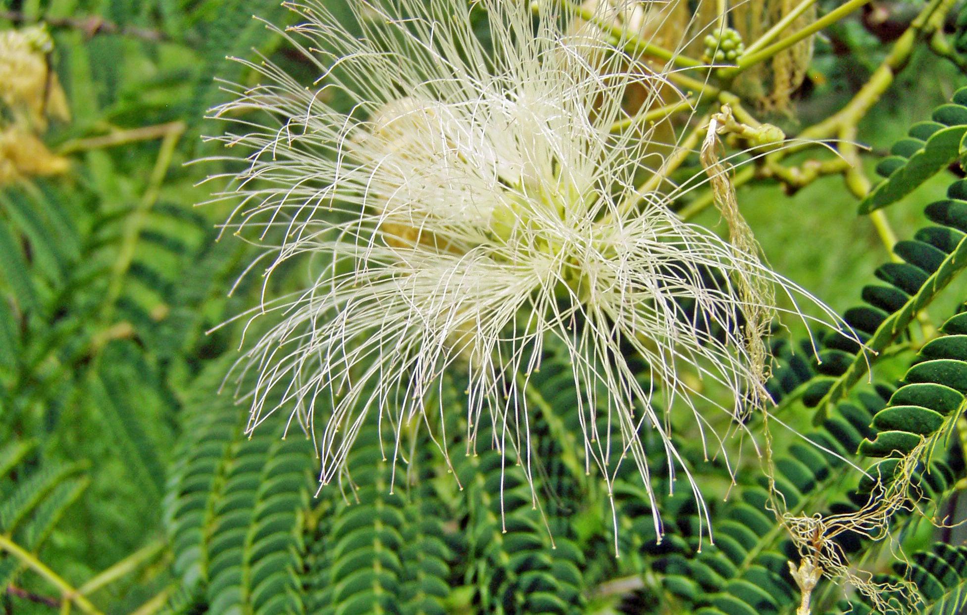 Albizia Julibrissin | Alba | White Silk Tree | 10 Seeds - Etsy