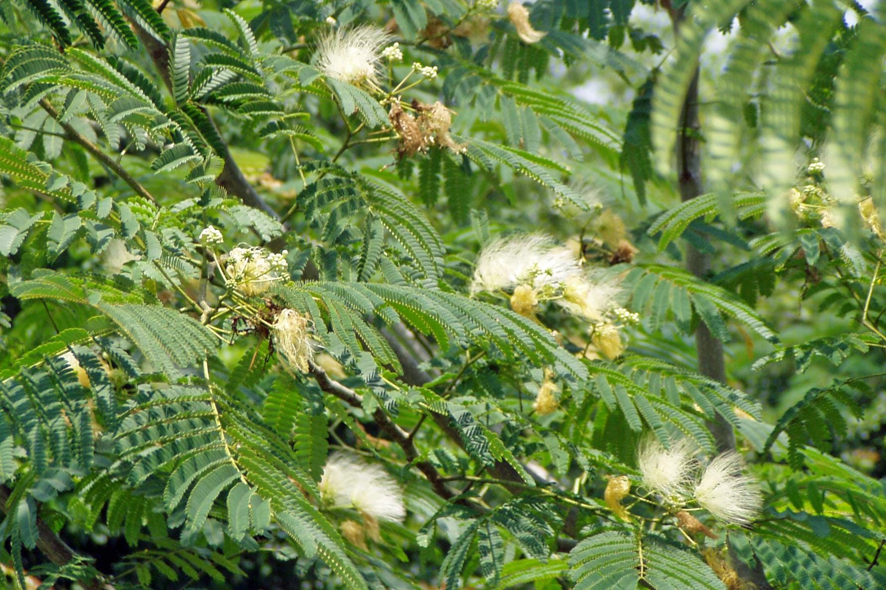 Albizia Julibrissin | Alba | White Silk Tree | 10 Seeds - Etsy