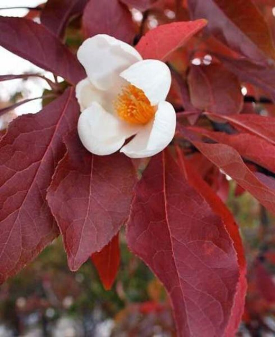 Frankilinia Altamaha | Franklin Tree | 5 Seeds - Etsy