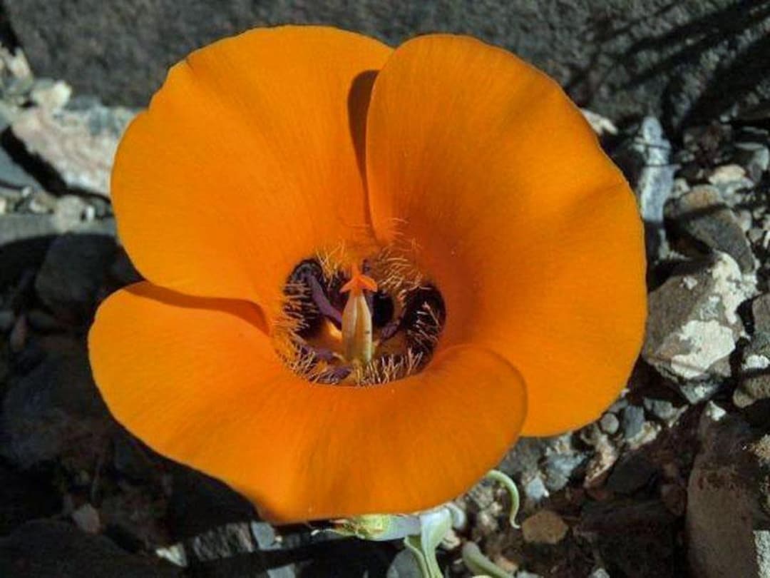 Calochortus Kennedyi | Desert Mariposa Lily | 5 Seeds - Etsy