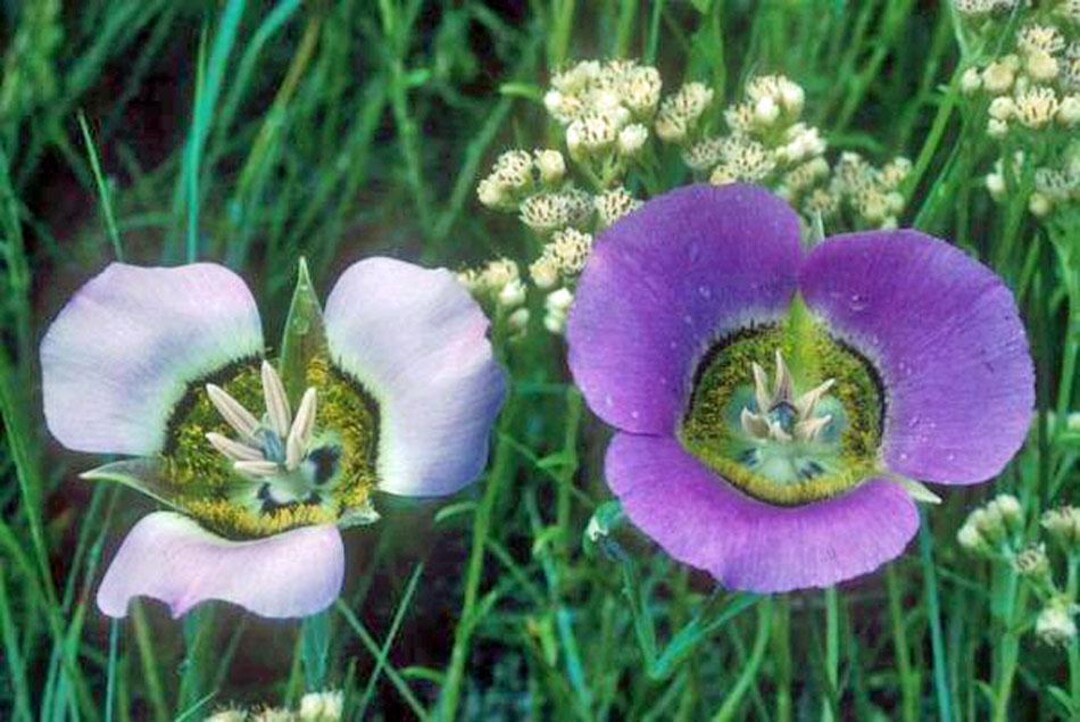 Calochortus Gunnisonii | Gunnisons Mariposa Lily | 15 Seeds - Etsy