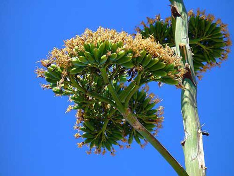 Agave Americana | American Century Plant | Maguey | 10 Seeds - Etsy