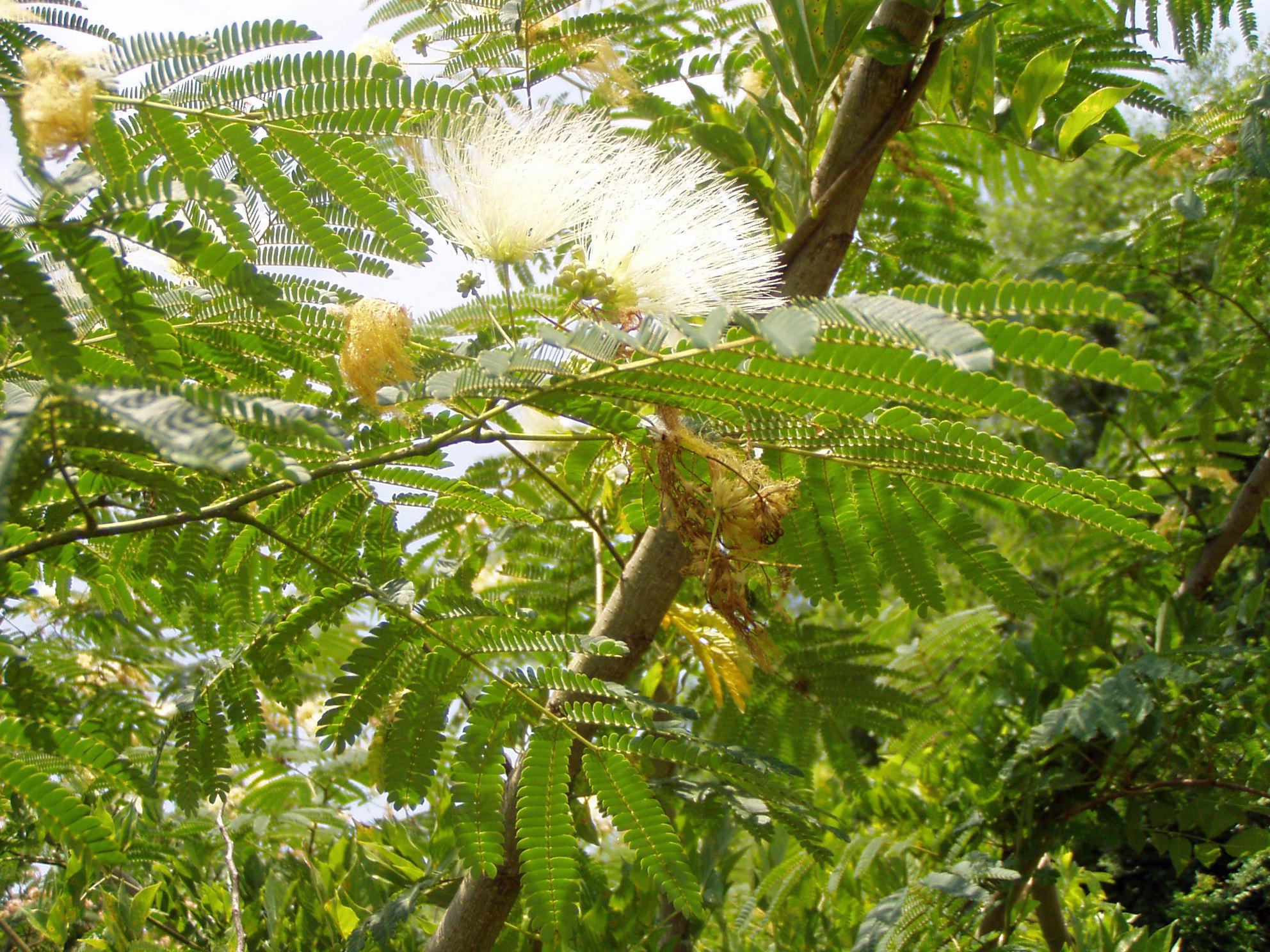 Albizia Julibrissin | Alba | White Silk Tree | 10 Seeds - Etsy