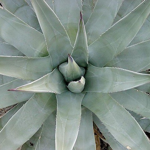 Agave Deserti | Desert Agave | 10 Seeds - Etsy