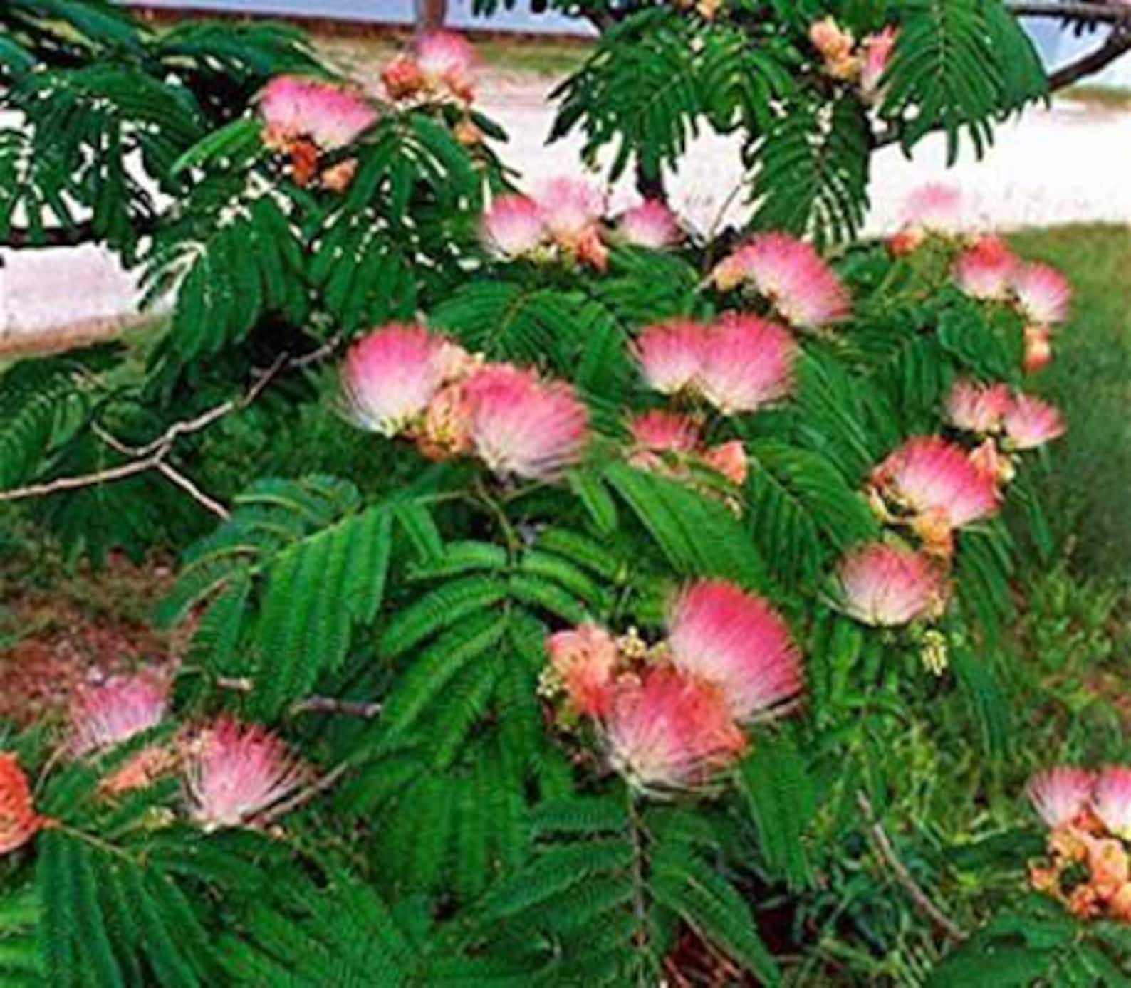 Albizia Julibrissin | Mimosa Tree | Persian Silk Tree | 10 Seeds - Etsy
