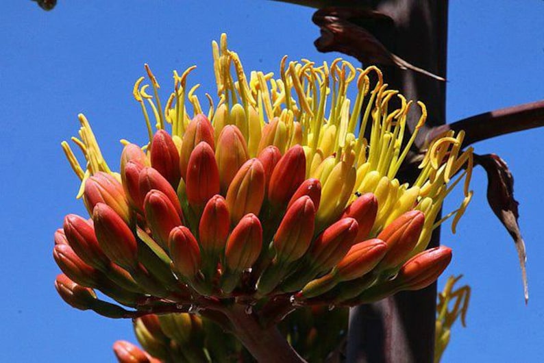 Agave Parryi | Parry's Agave | 5 Seeds - Etsy