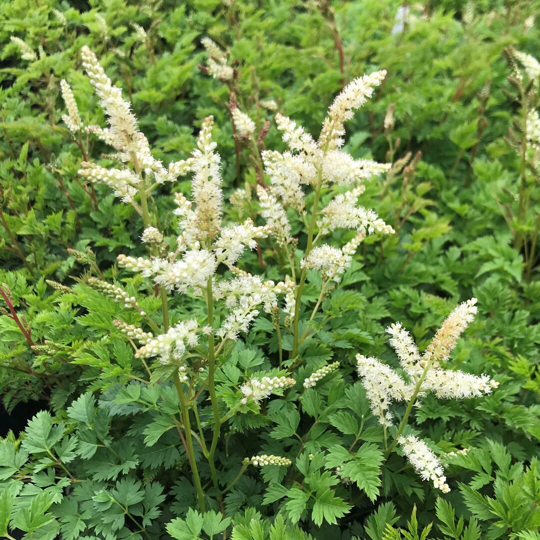 Aruncus Aethusifolius | Dwarf Goat's Beard | 150 Seeds - Etsy