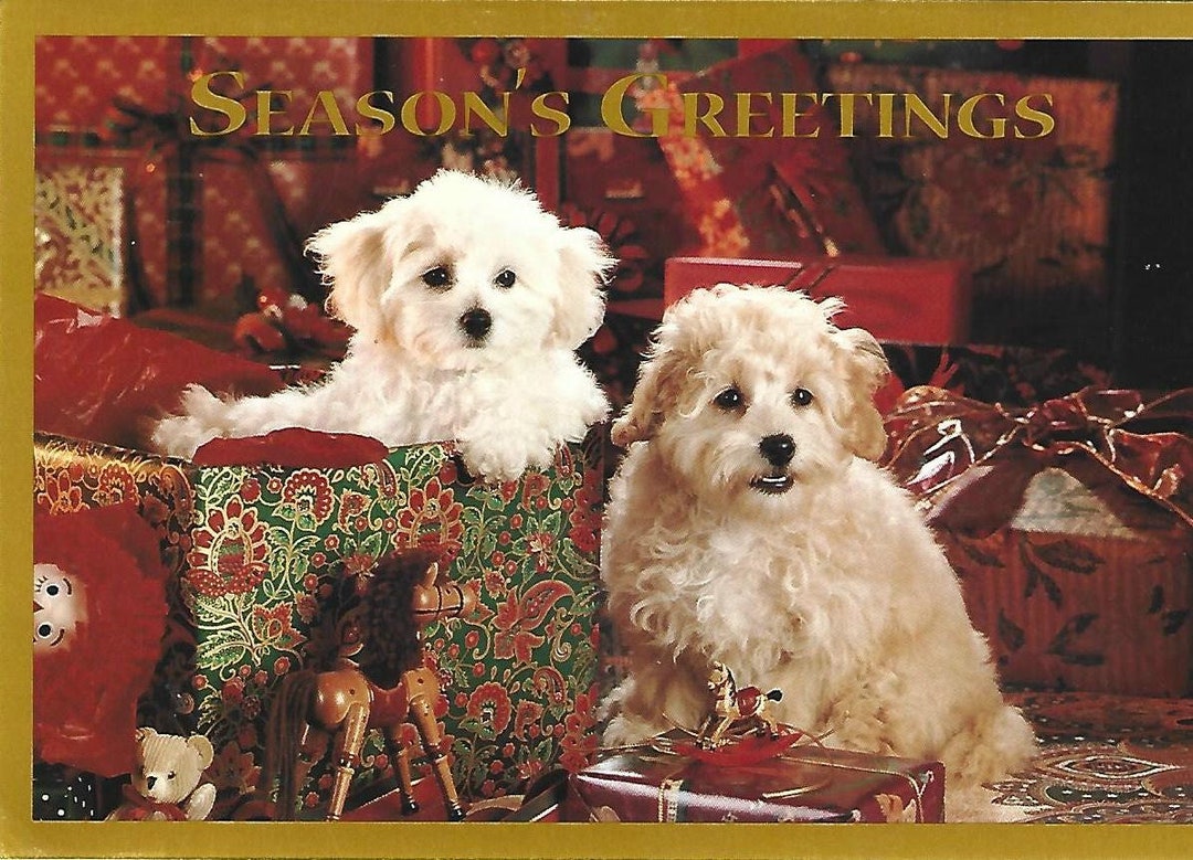 1990s Christmas Card Real Life Photo Puppies at Christmas Unused With ...