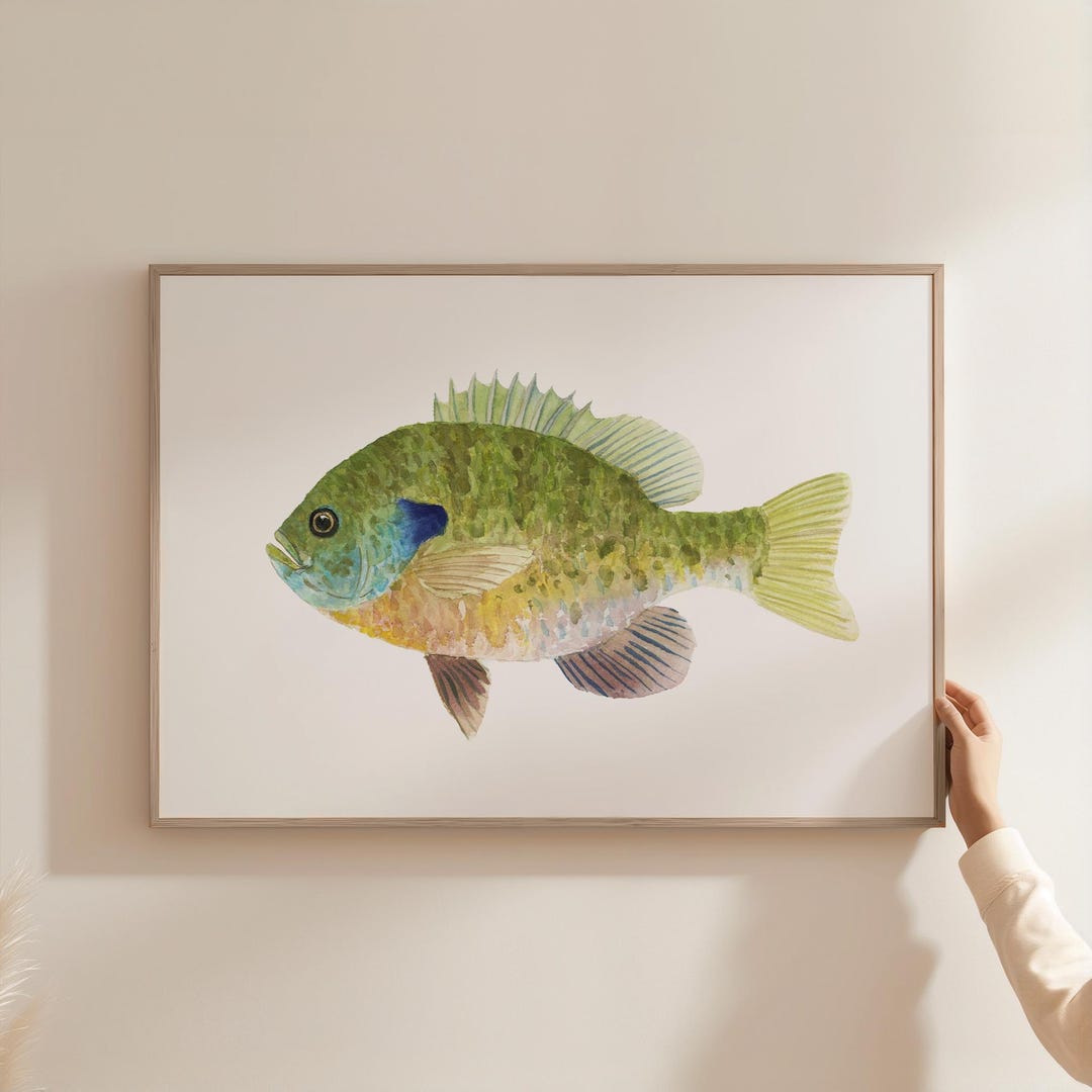 Bluegill Fish,fishing Art Print, Sunfish Bluegill, Fishing Nursery, Man ...