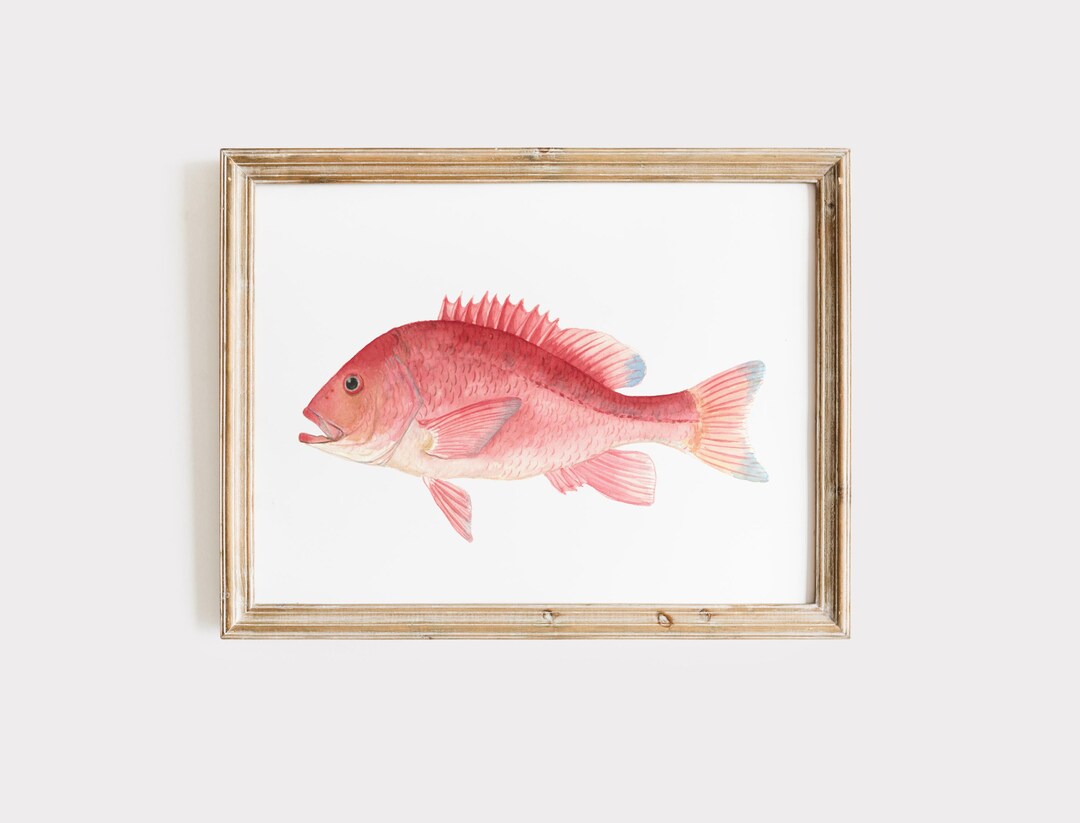 Red Snapper Art, Red Snapper Print, Fishing Nursery Art, Gift for ...