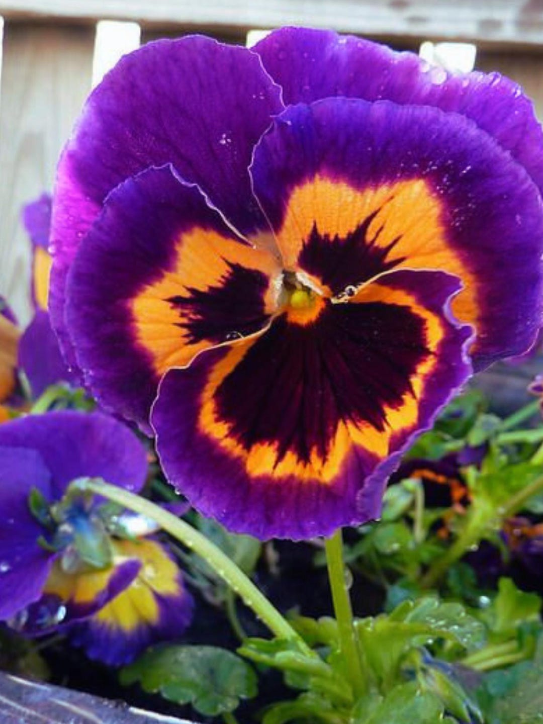 Poker Face Pansy Seeds - Etsy