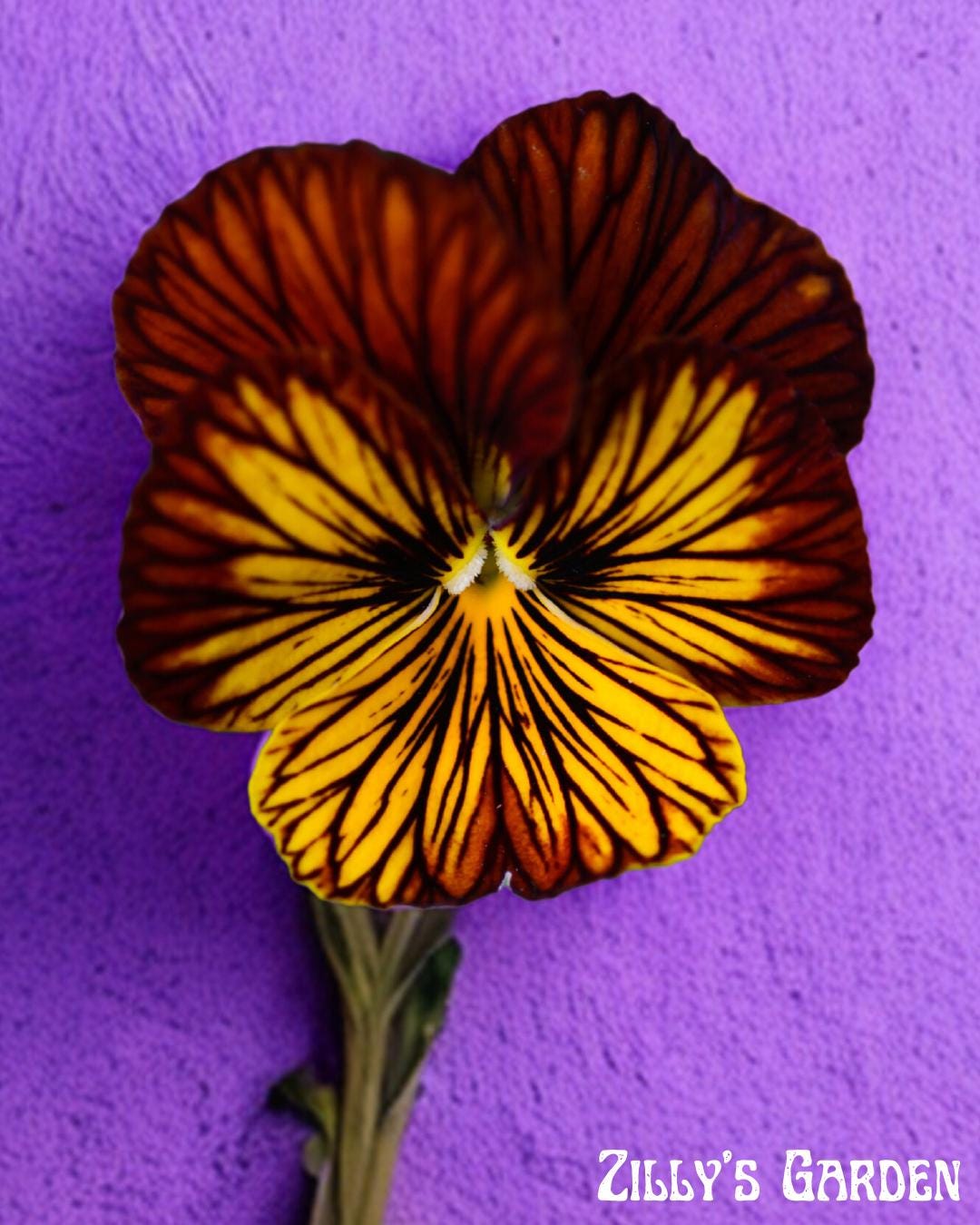 Red Tiger Eye Viola Seeds - Etsy