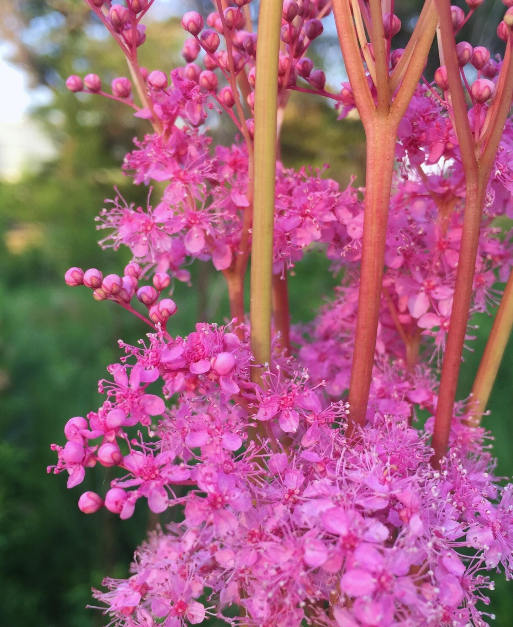 Queen of the Prairie Seeds - Etsy