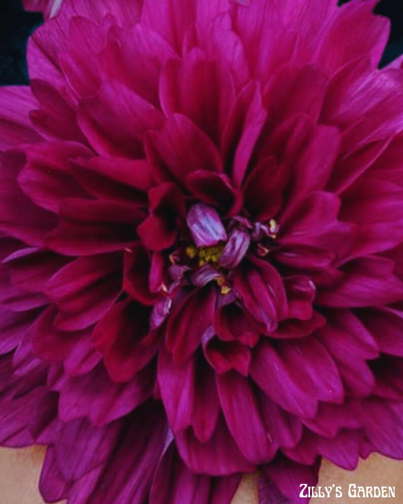 Cosmo Seeds Double Click Cranberries - Etsy
