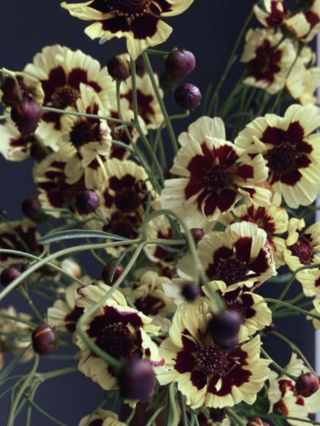 Coreopsis Corusco Cream Red Seeds - Etsy