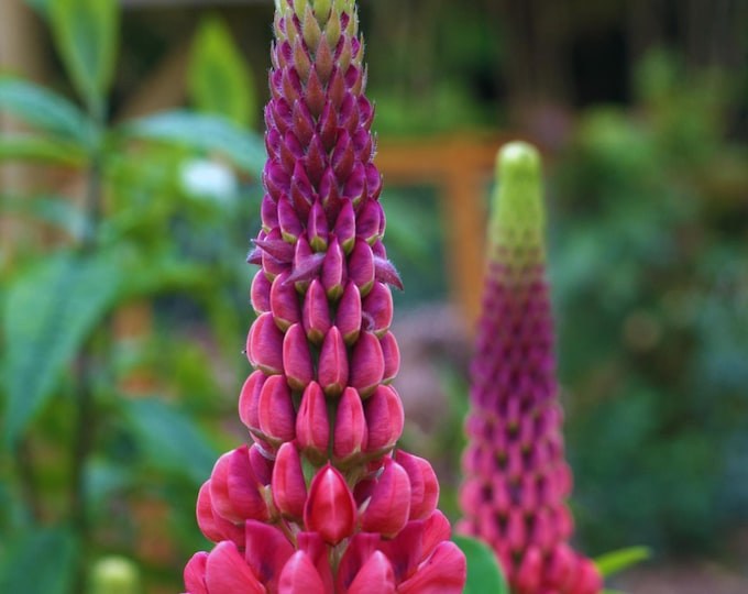 Morello Cherry Lupine Seeds - Etsy