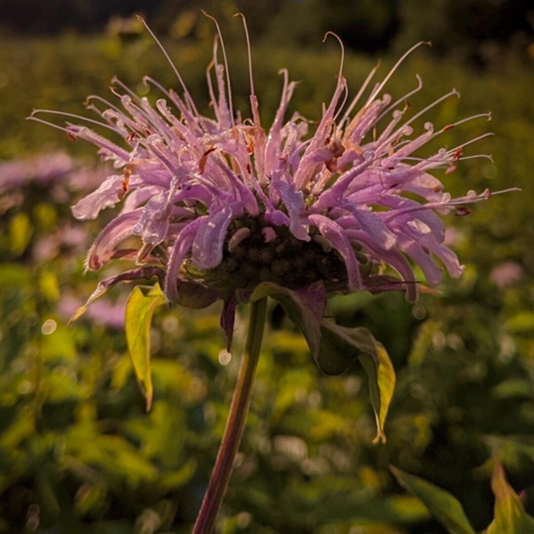 Monarda Fistulosa Bee Balm Seeds - Etsy