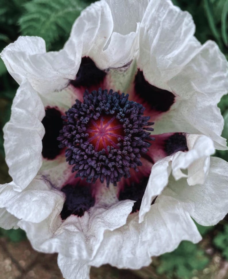 Poppy Seeds 'checkers - Etsy