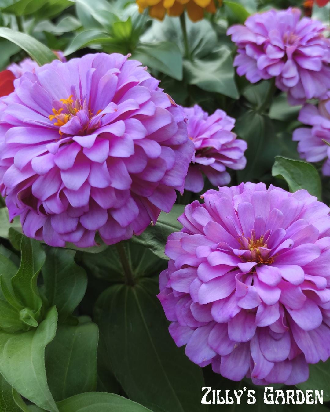 Benary’s Giant Lilac Zinnia Seeds - Etsy