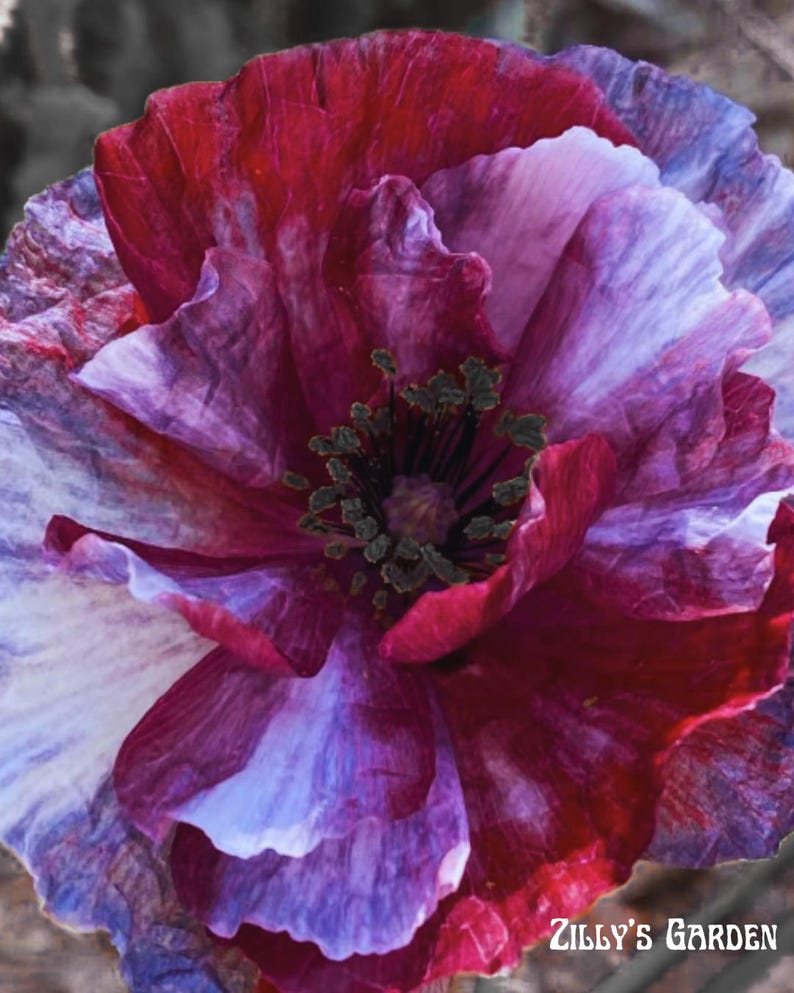 Pandora Poppy Seeds - Etsy