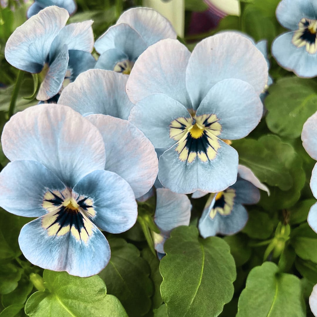 Viola Penny Marina Seeds - Etsy