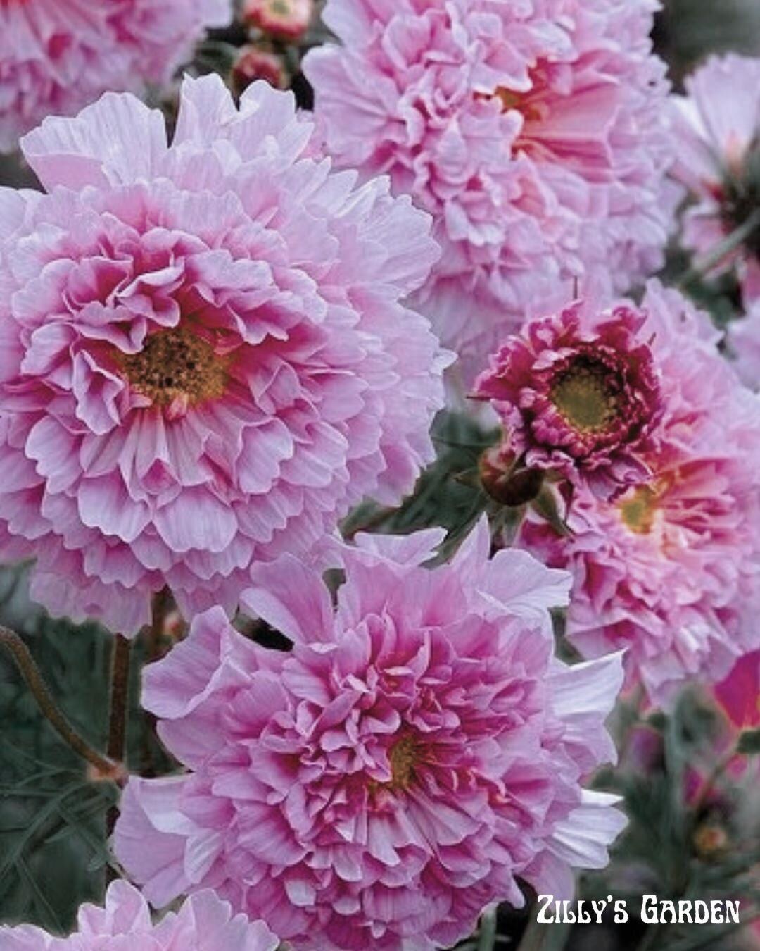 Cosmo Double Dutch Rose Seeds - Etsy