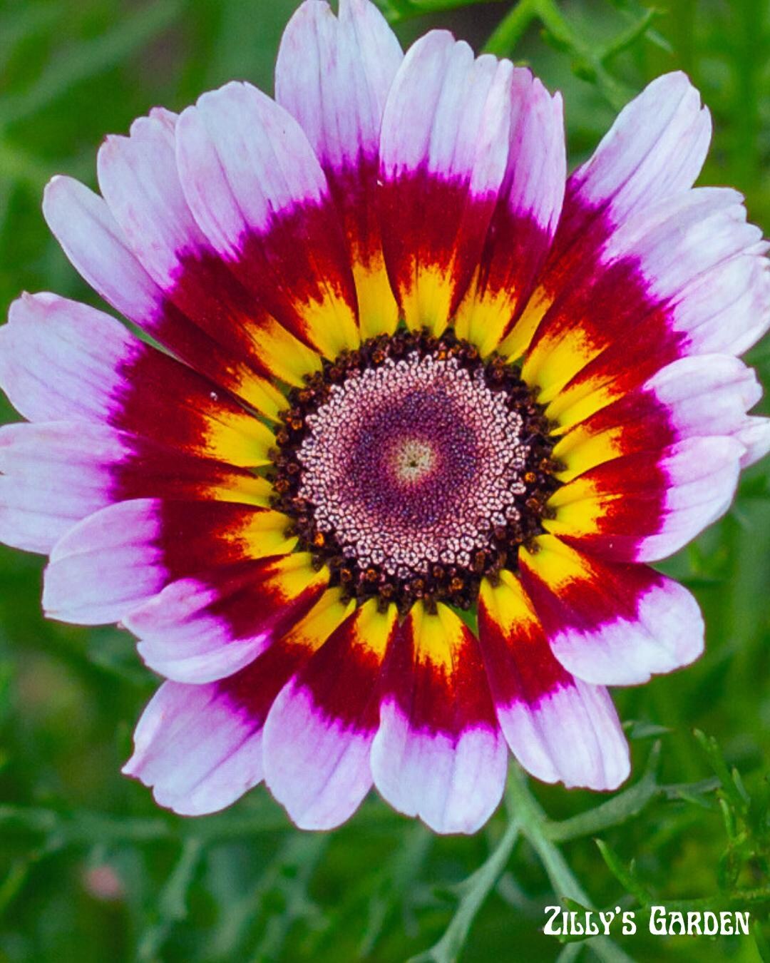 Painted Daisy Seeds - Etsy
