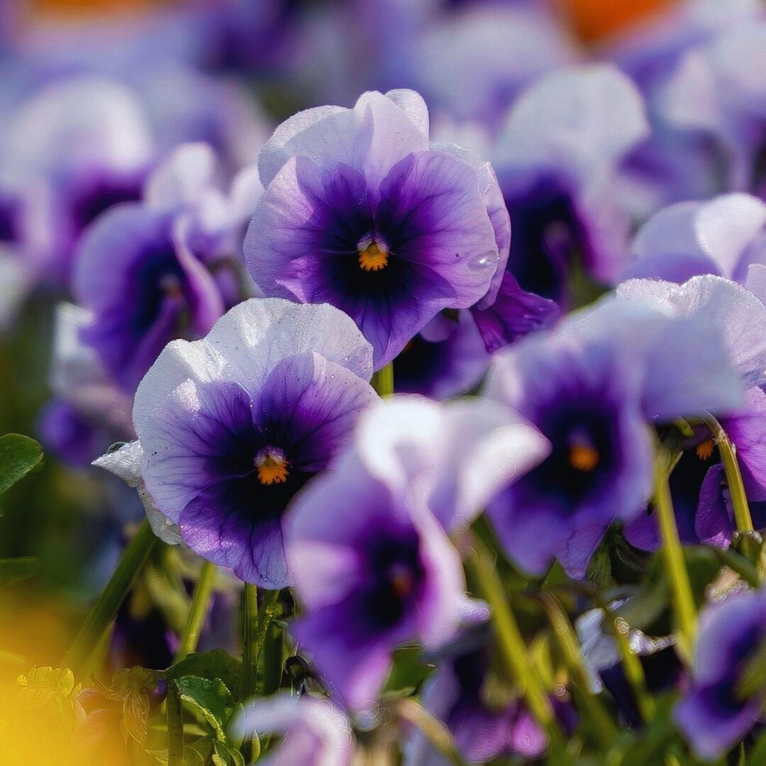 Viola Beaconsfield Penny Seeds - Etsy