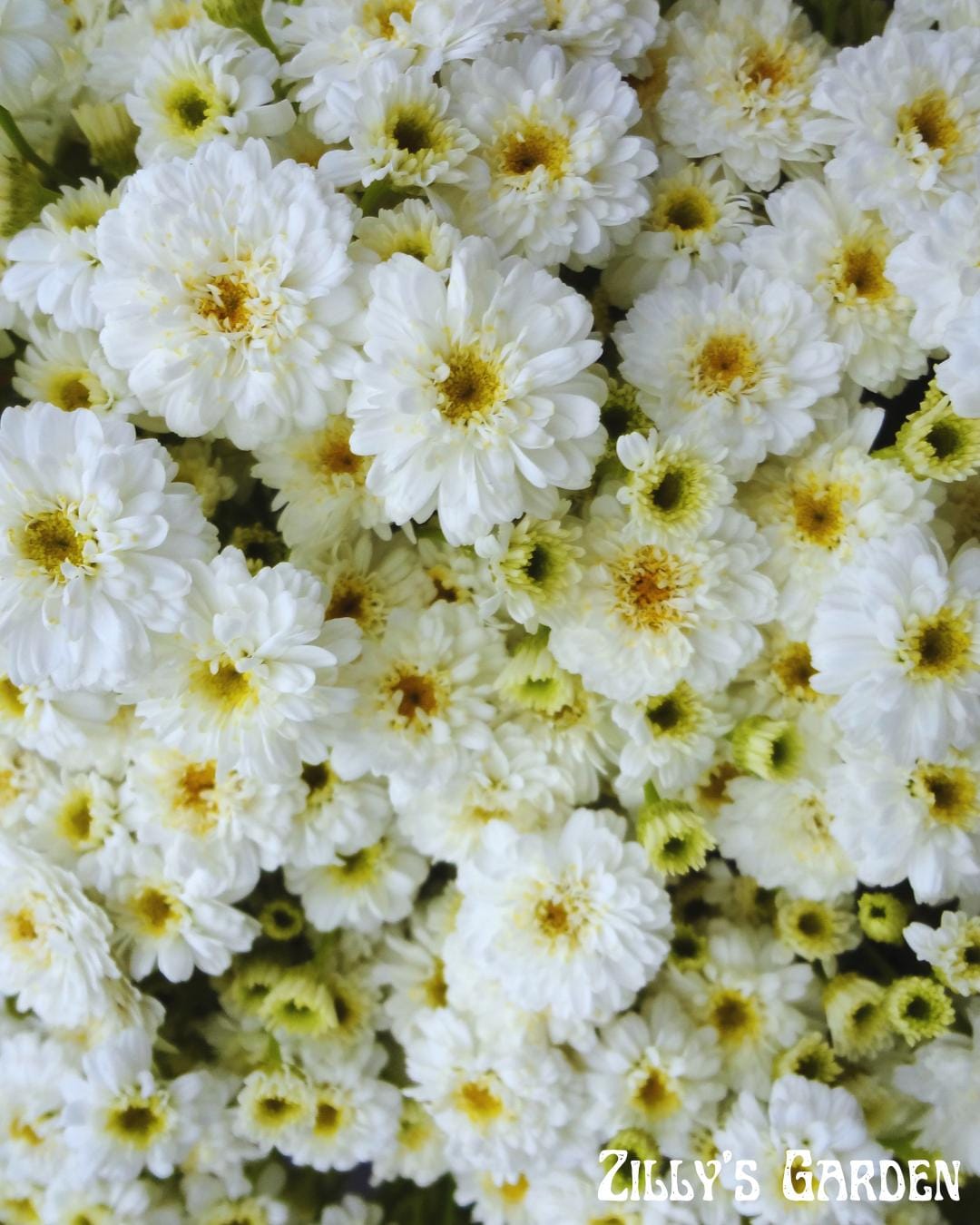 Tetra White Matricaria Seeds - Etsy