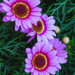 Painted Daisy Seeds - Etsy