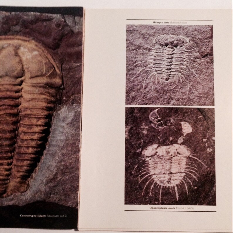 Rare No. 1 Issue of the Amazing FOSSILS Magazine VOL 1 NO 1 | Etsy