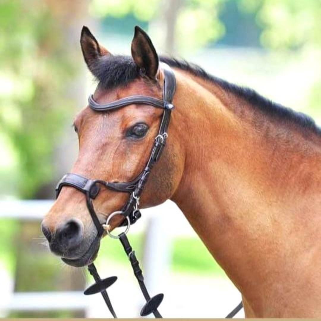 Handmade Leather Bitless Horse Bridle | English Style Bridle for ...
