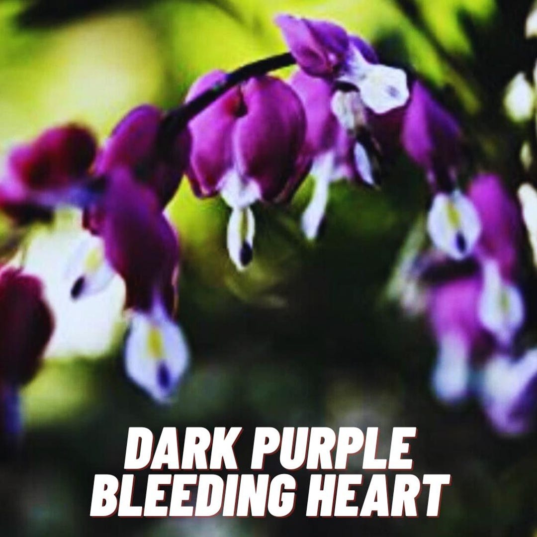 Dark Purple Bleeding Heart Shade Flower 25 Seeds - Etsy