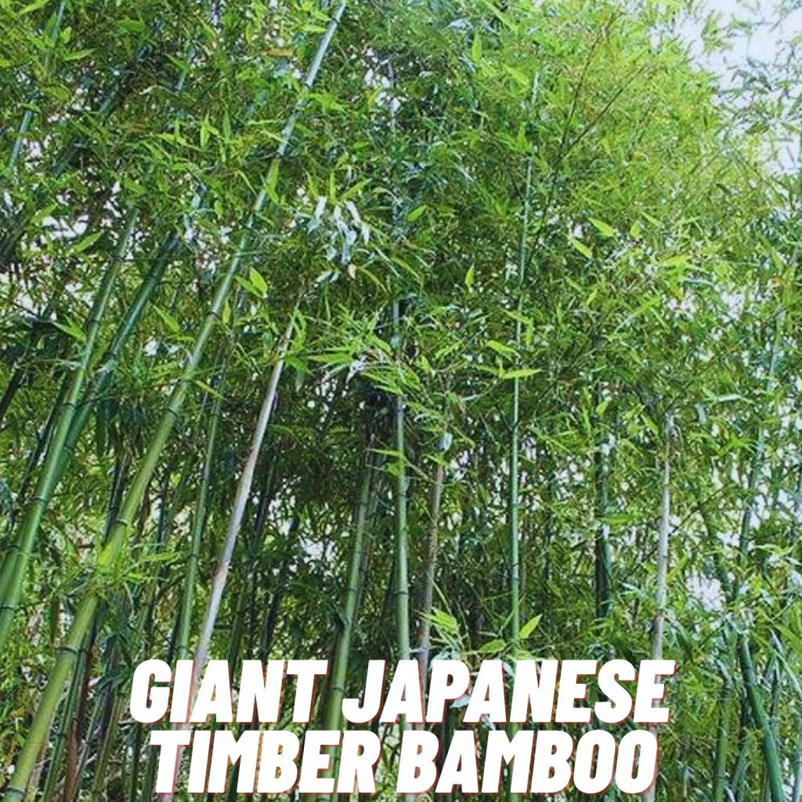 Giant Japanese Timber Bamboo Privacy Climbing Garden 50 Seeds - Etsy