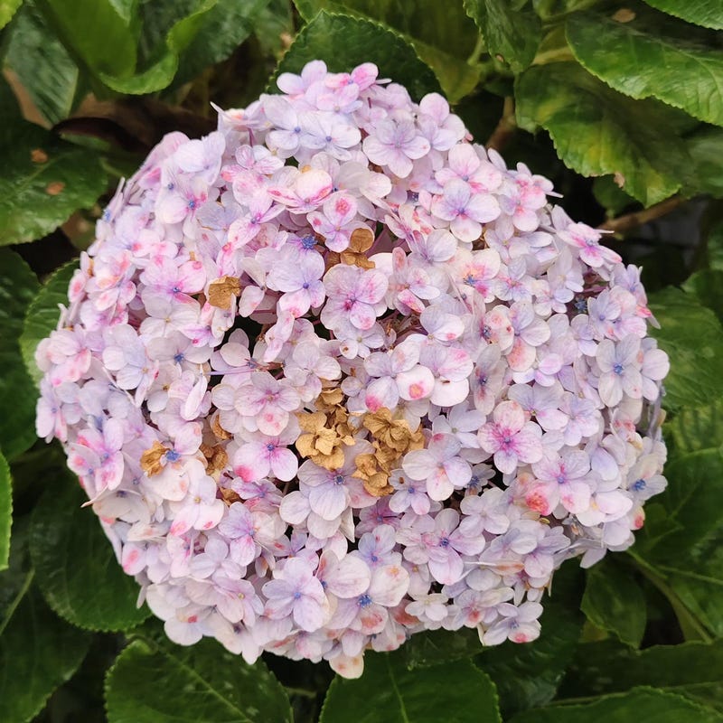 Hydrangea Seeds - Etsy