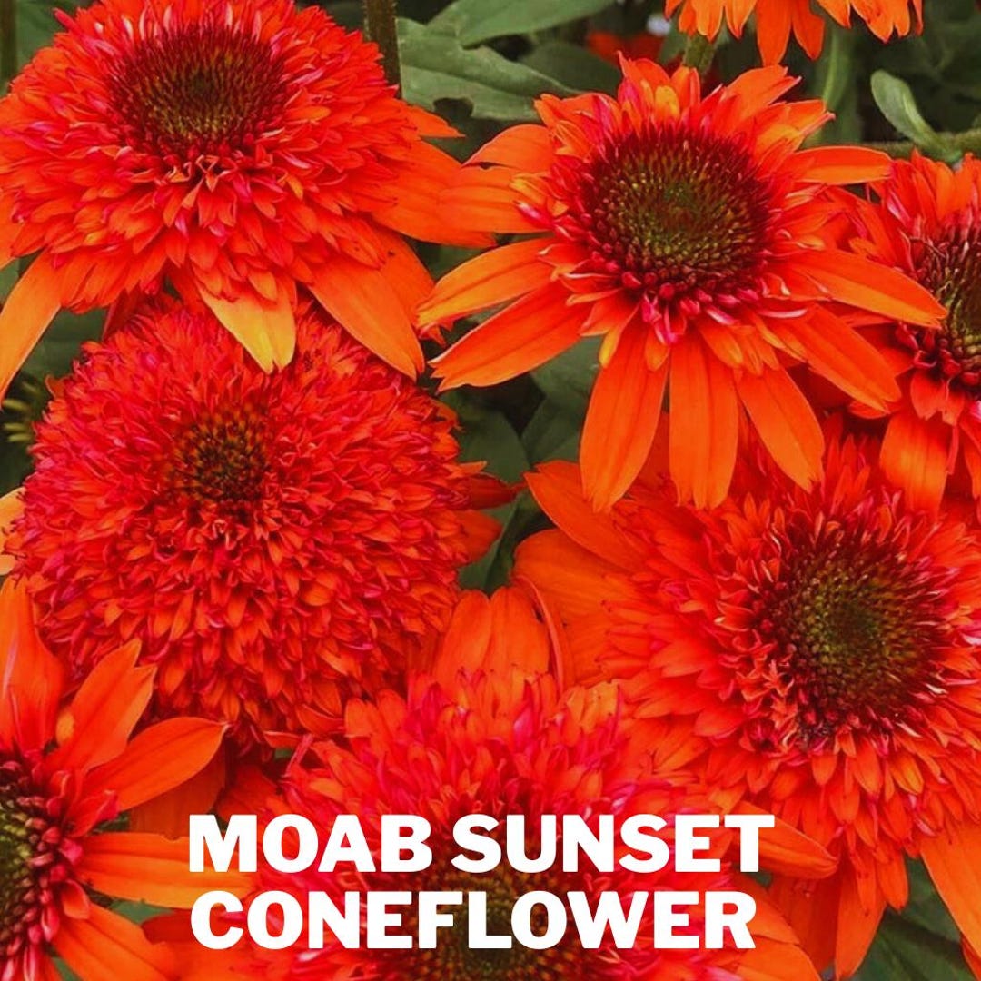 Moab Sunset Coneflower Echinacea Perennial Flowers 50 Seeds - Etsy