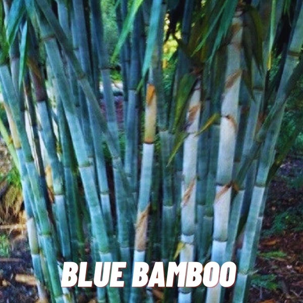 Blue Bamboo Plant - Etsy