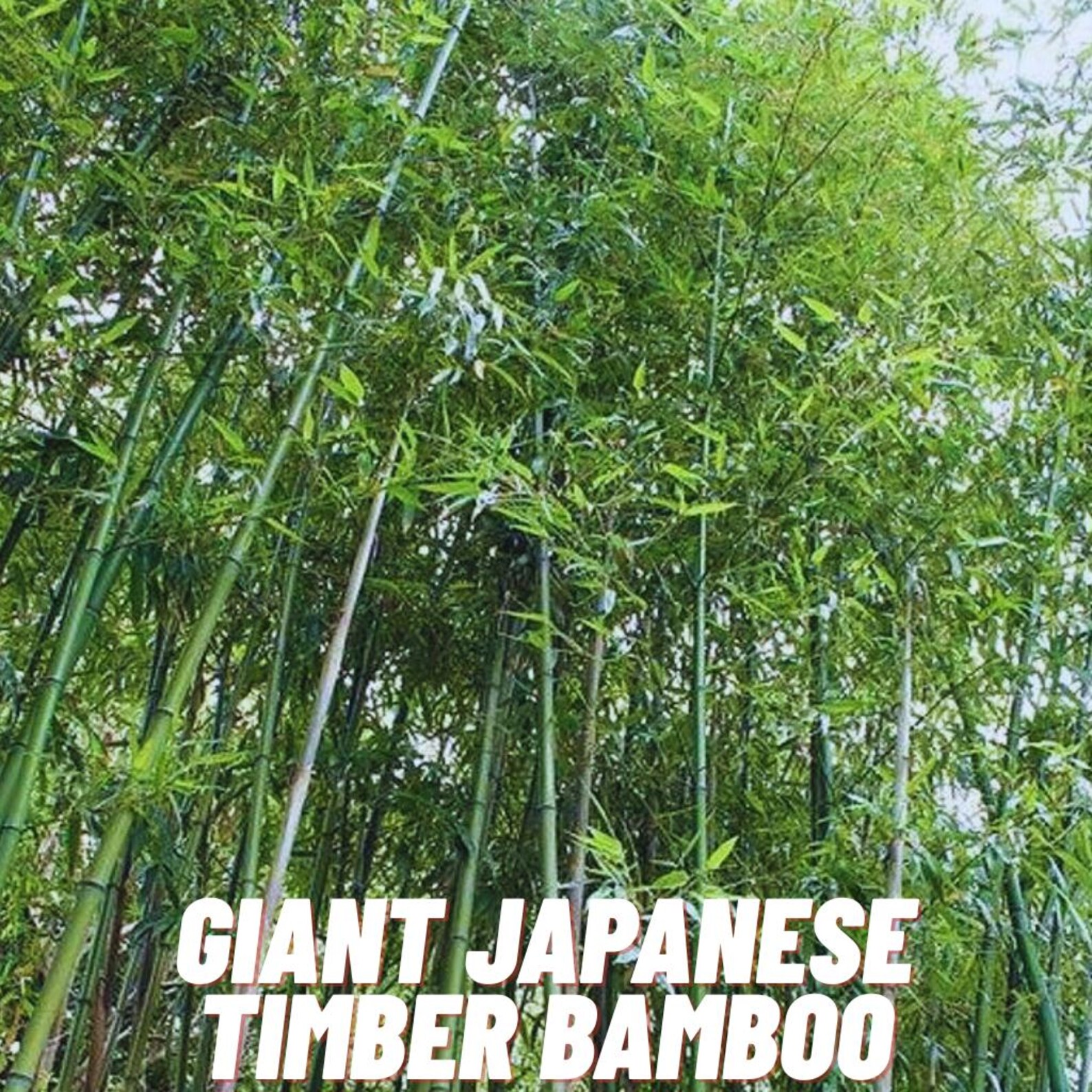 Giant Japanese Timber Bamboo Privacy Climbing Garden 50 Seeds - Etsy
