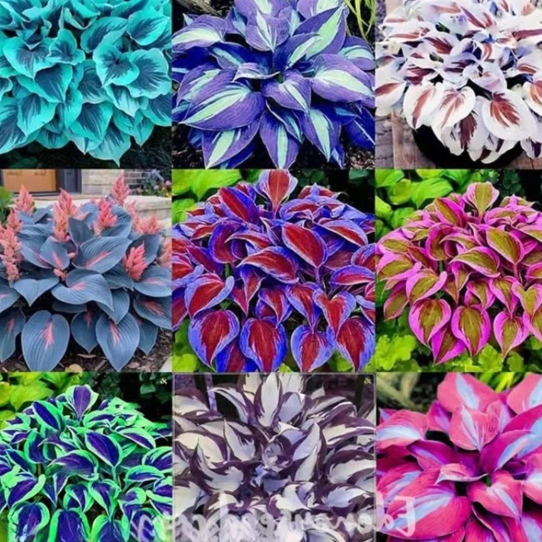 Mix Hosta Seeds Perennial Bold Plant Foliage Outdoor Shade Garden ...