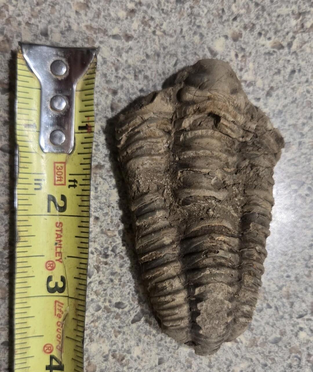4 Inch Natural Antique Trilobyte Fossil Anthropod Genuine Texas - Etsy
