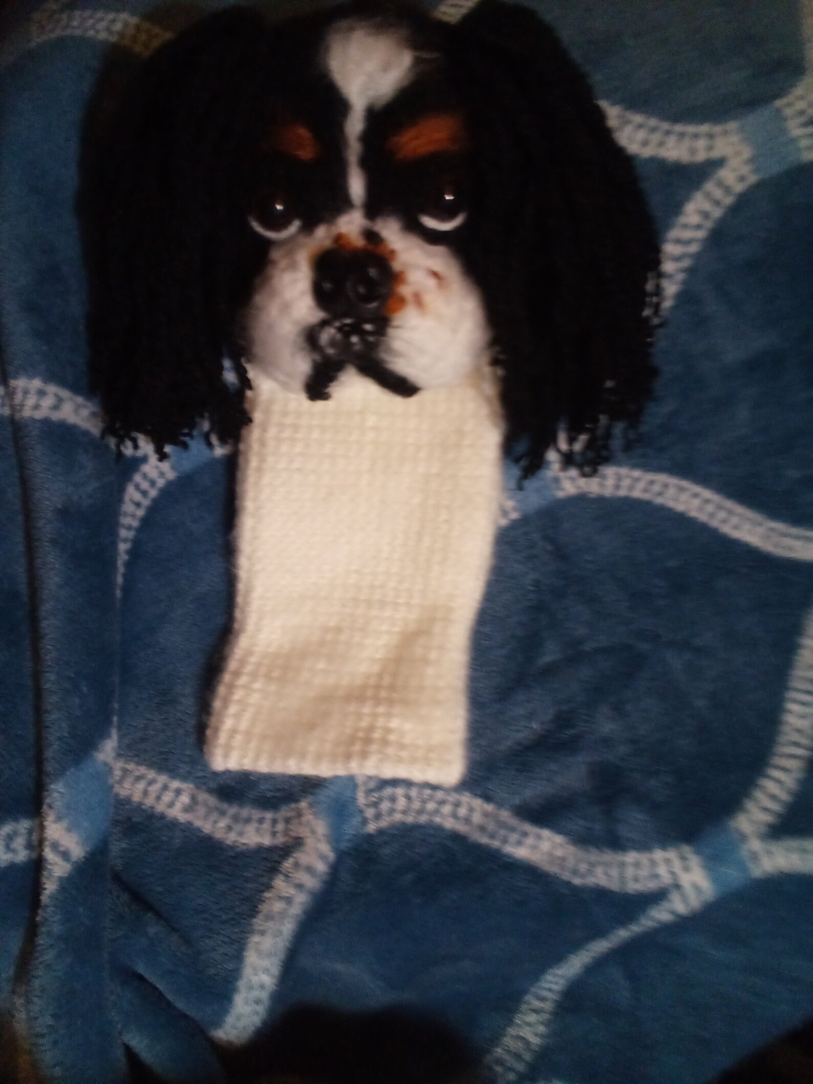 Crochet Dog King Charles Cavalier Golf Club Cover Made to - Etsy