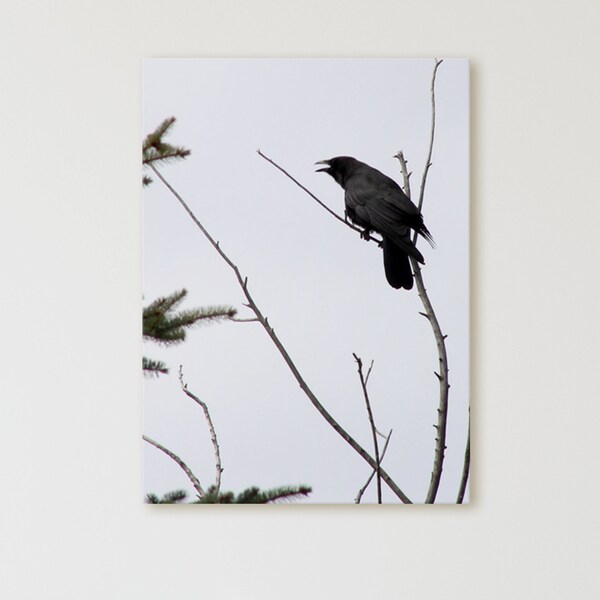 Raven Photography - Etsy