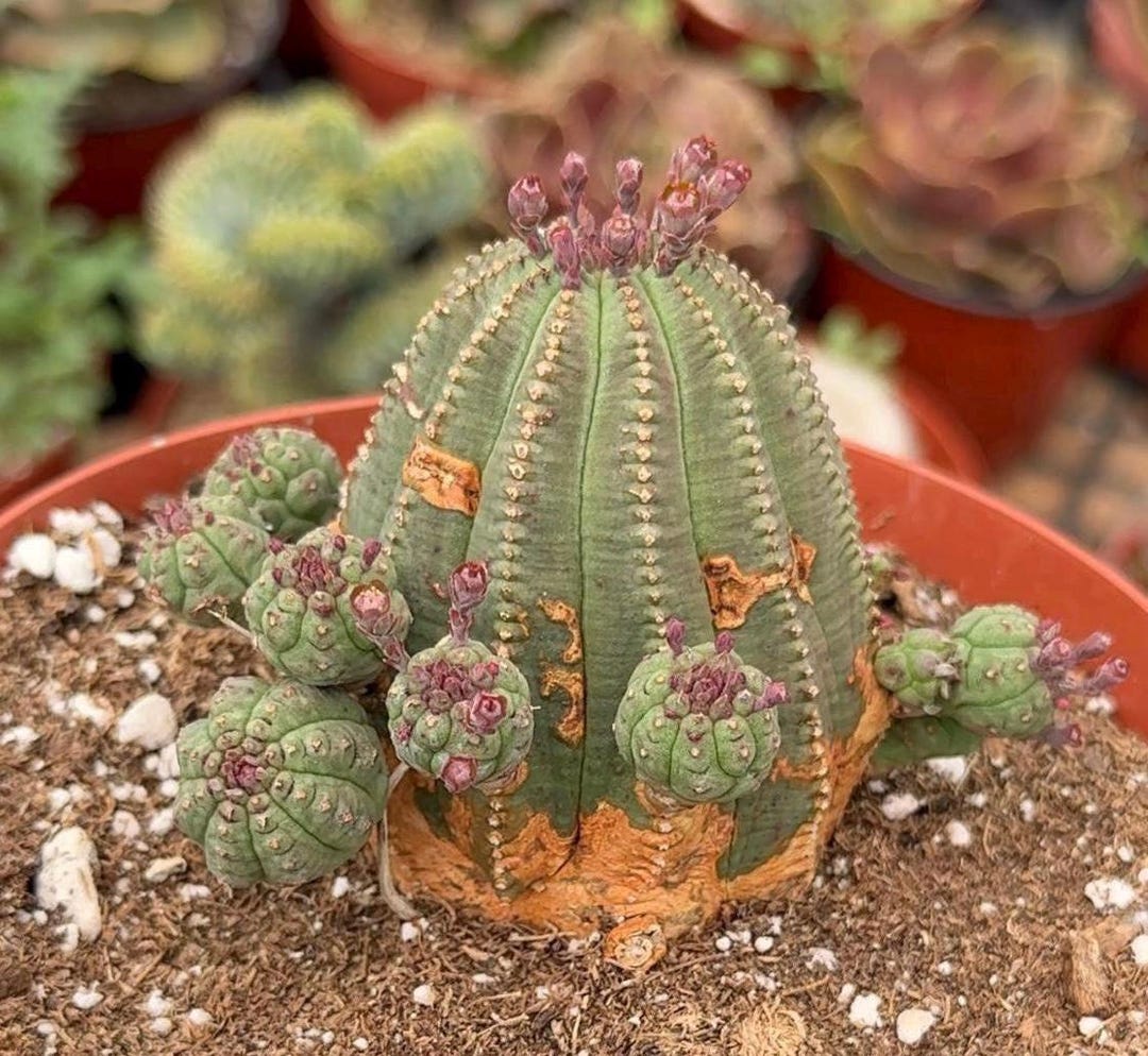 6” Euphorbia Obesa Cluster | 2 “ Euphorbia Obesa | Live Plant | Rare Cactus | Indoor Plant ...