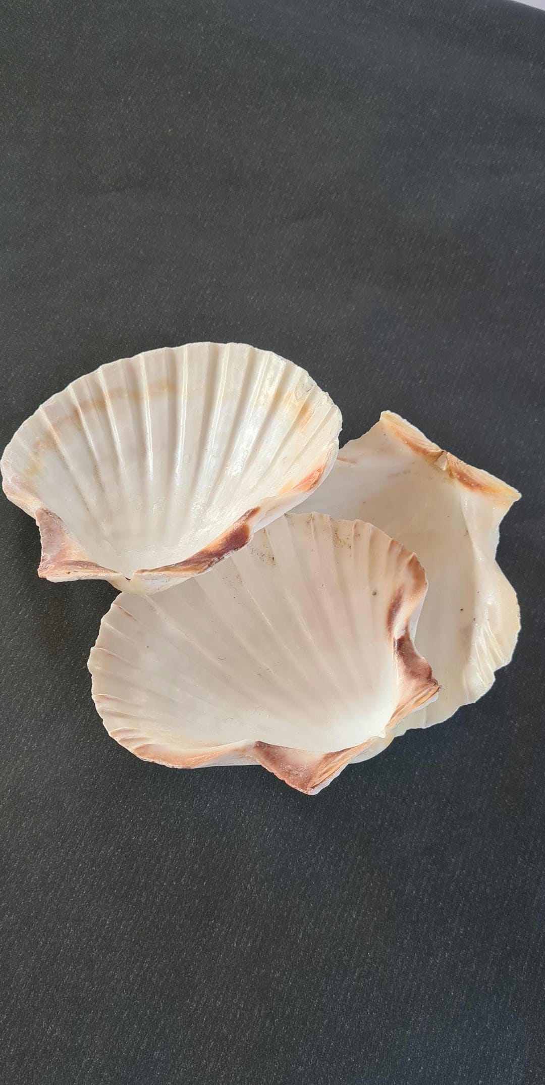 Ocean Shells From France - Coquilles Saint Jacques - Etsy